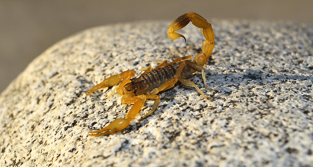 que significa soñar con alacranes blancos y matarlos