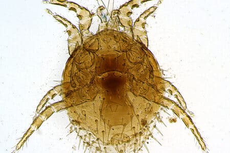 que significa soñar con alacranes apareandose