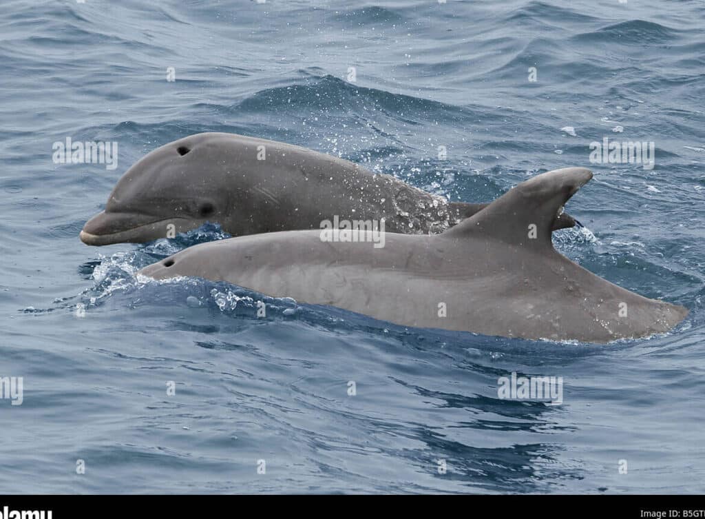 que significa soñar con delfines grises