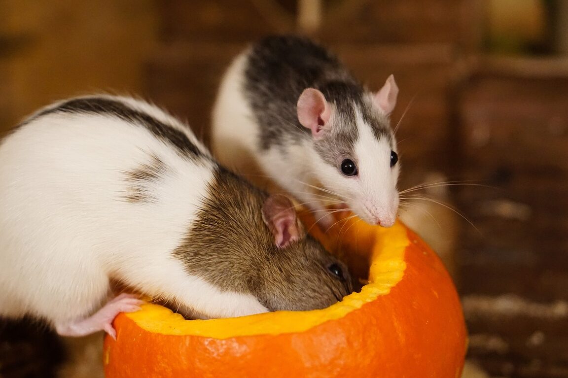 que significa soñar con ratas de colores