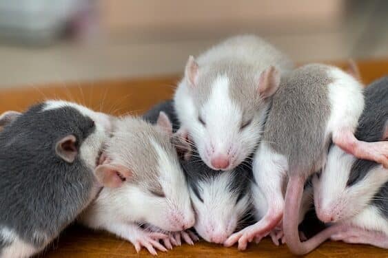 que significa soñar con ratas pequeñas