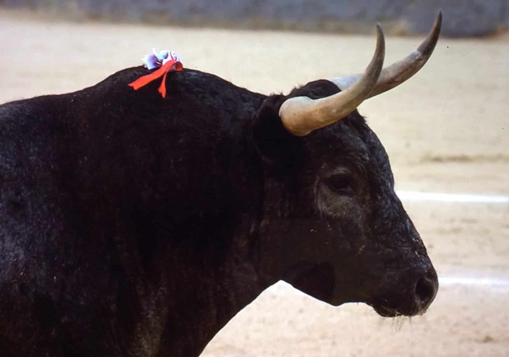 soñar con toros con cuernos grandes